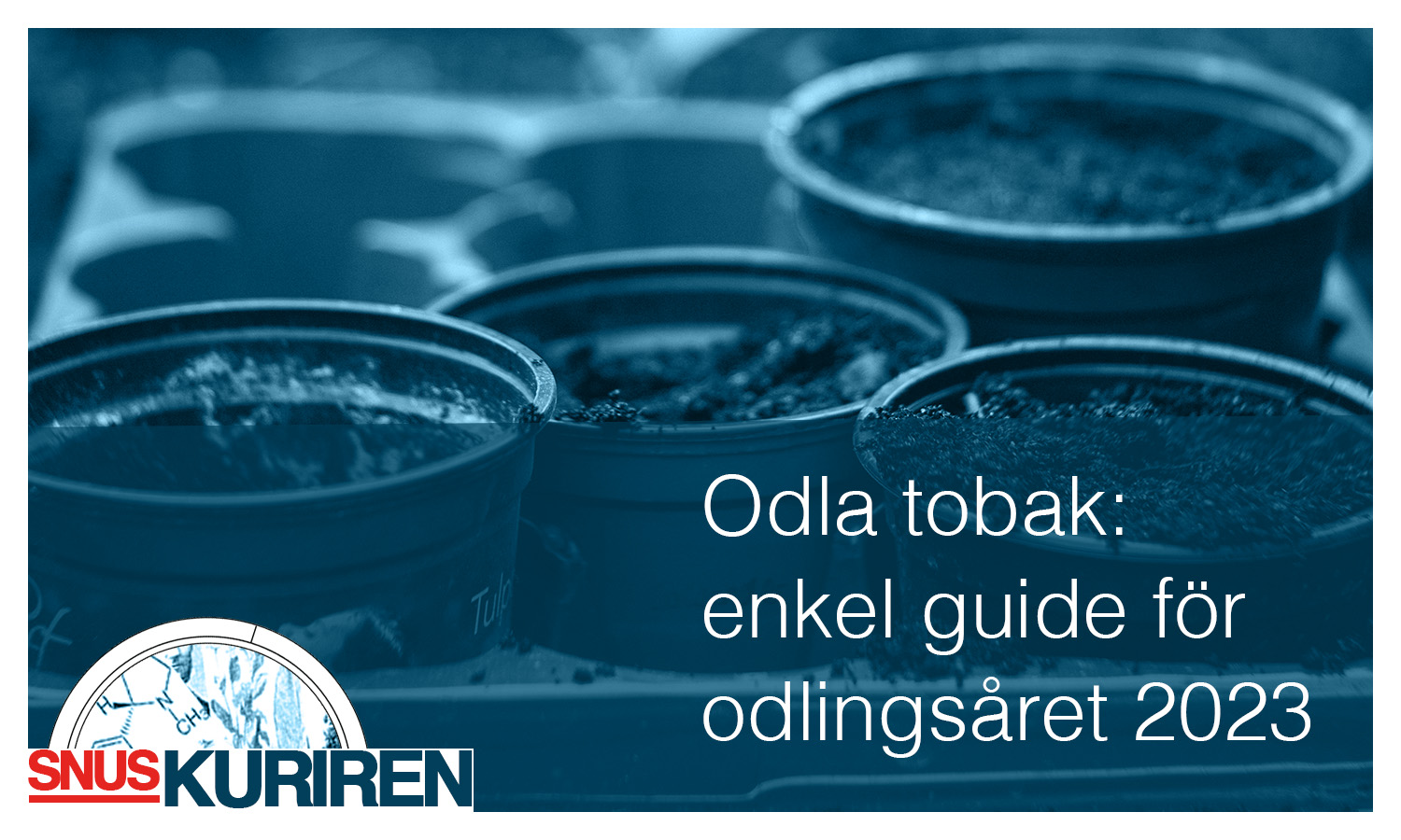 Odla tobak – enkel guide för odlingsåret 2023 | Snuset.se