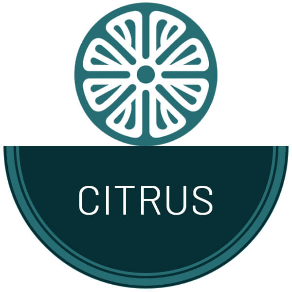 Köp 77 snus på Snuset.se – fullt sortiment till onlinepris